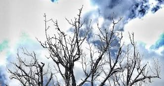 Ranting Pohon Yang Tak Pernah Patah - Jaringan Penulis Indonesia