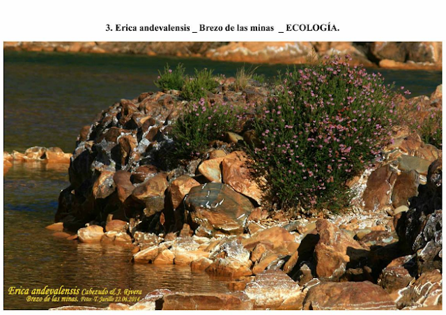 Erica andevalensis - Desde Calañas: Setas y Plantas Andevaleñas. Tomás ...