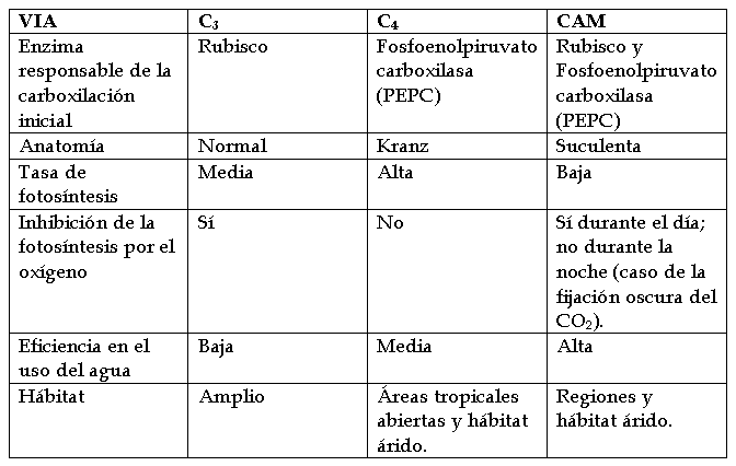 Ecoglobalizacion: FOTOSINTESIS C3 Y C4