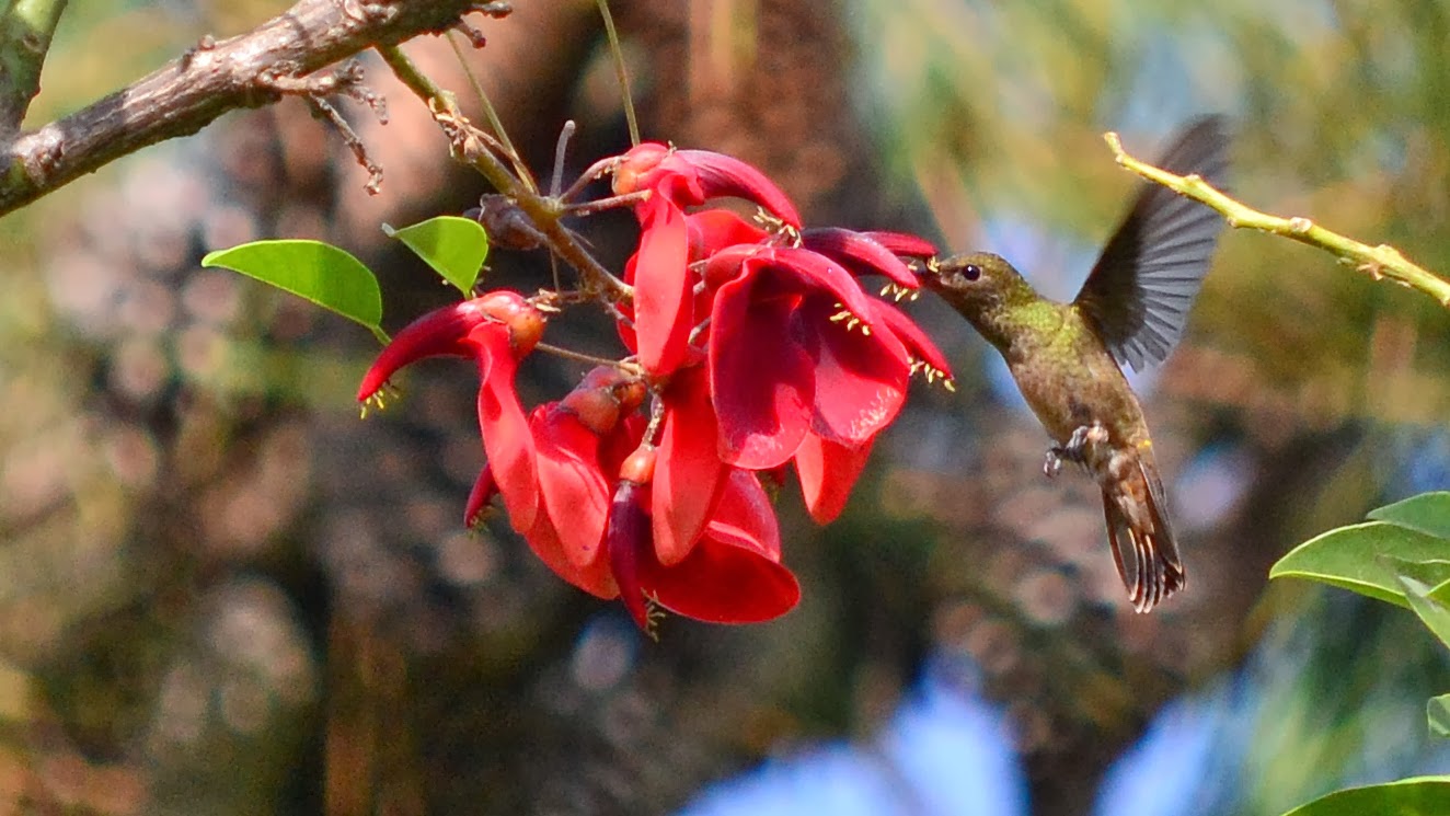 Aves de La Floresta: Picaflor bronceado