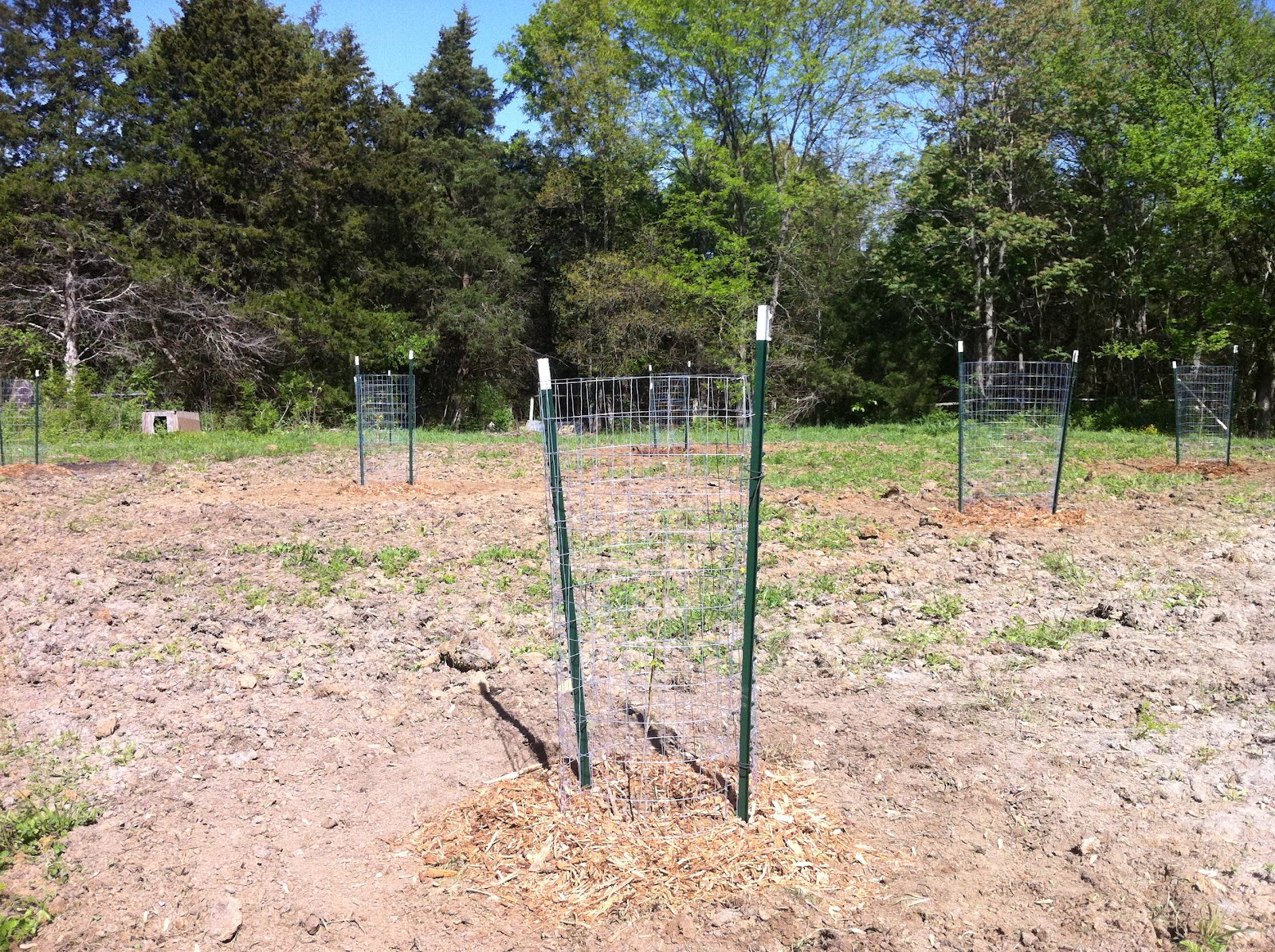 Country Life: Planting our Fruit Trees