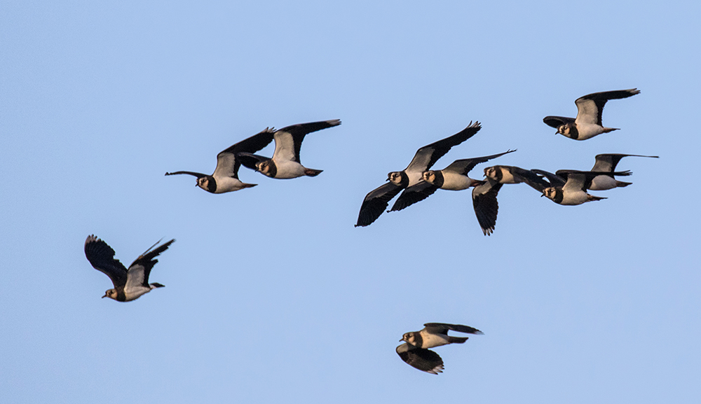 Pembrokeshire Birds: Angle Area