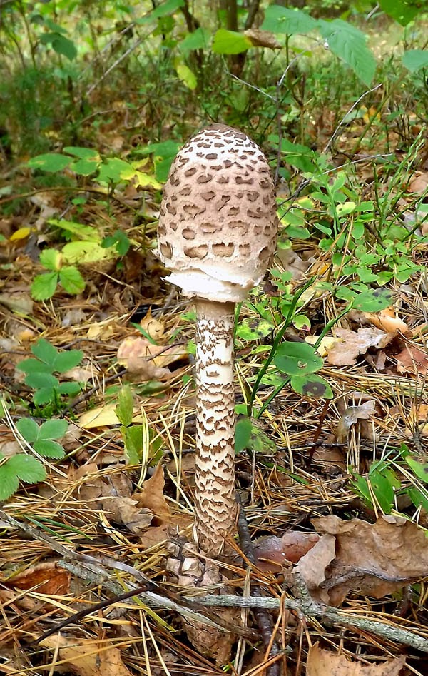 Poilsiauju gamtoje: Žvynabudė kaip desertas