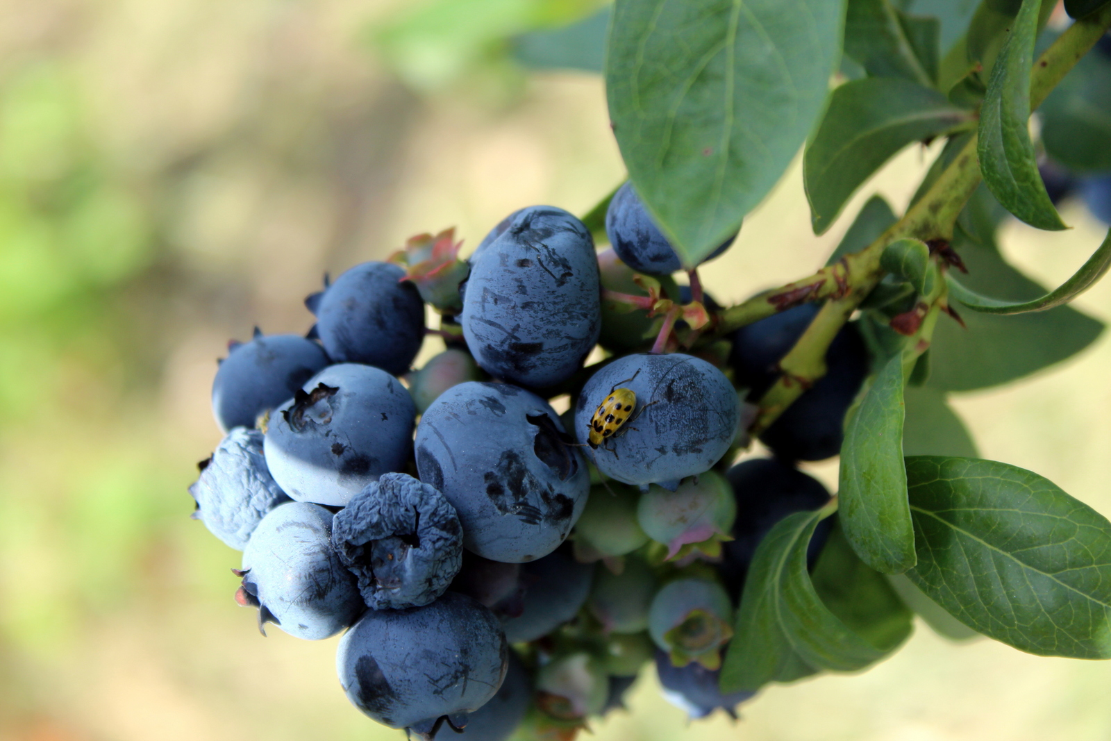 Ben's Journal: June 2012