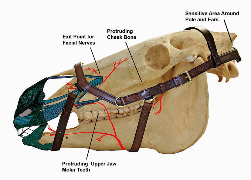The Adventures of an Amateur Equestrian: Micklem Bridle and Myler Short ...