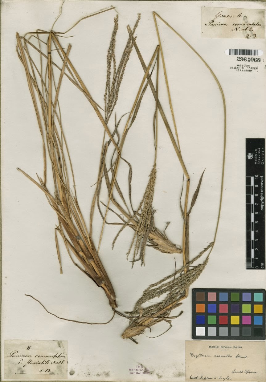 Flora de Puerto Rico Ilustrada Papo Vives: POACEAE DIGITARIA ERIANTHA ...