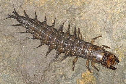 bensozia: The Hellgrammite