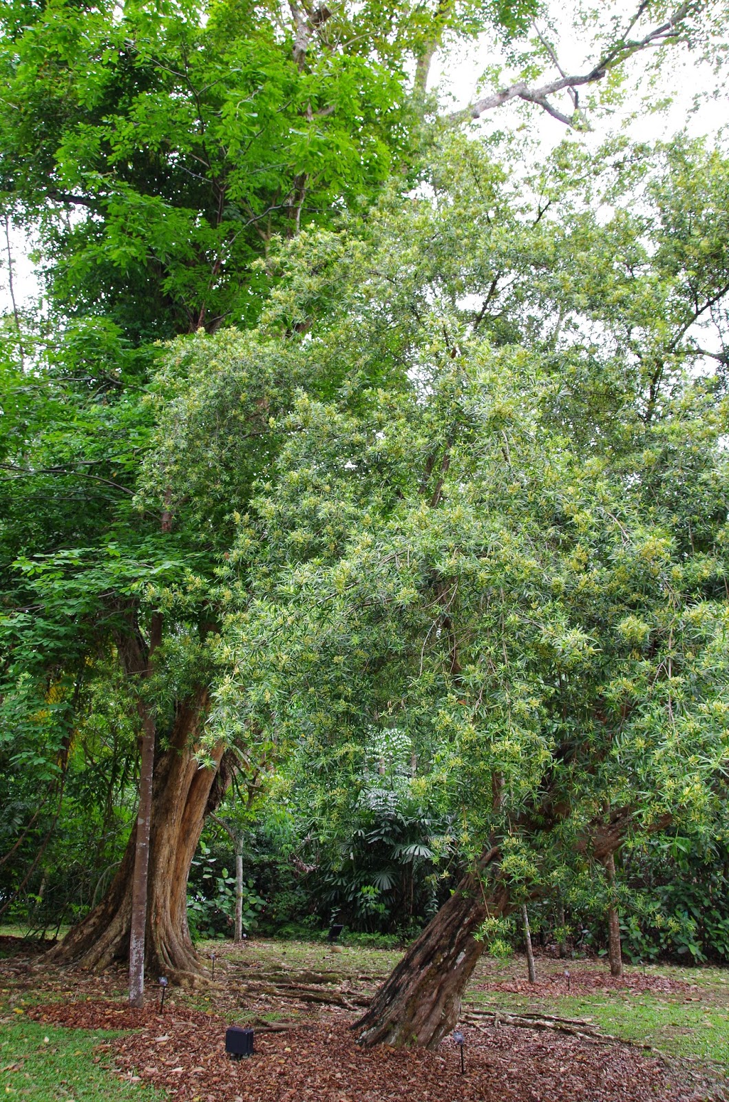 Trees and Plants: Sea Teak, Jati Laut (Podocarpus Polustachyus)
