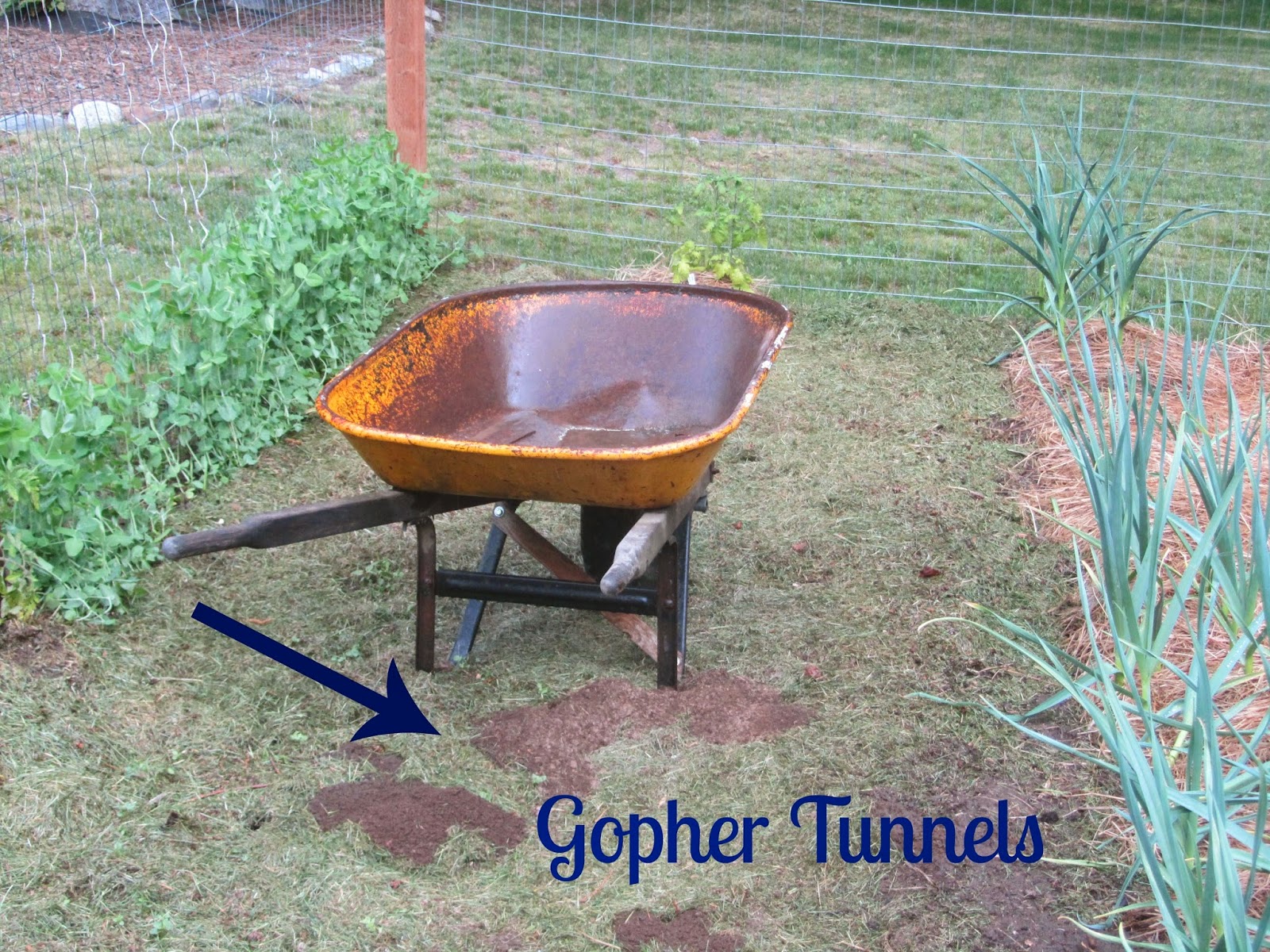 Jen & the Bean stalk: May 2014