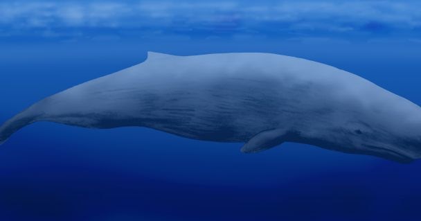 Brygmophyseter shigensis - Ricardo Fernandez Barrueco