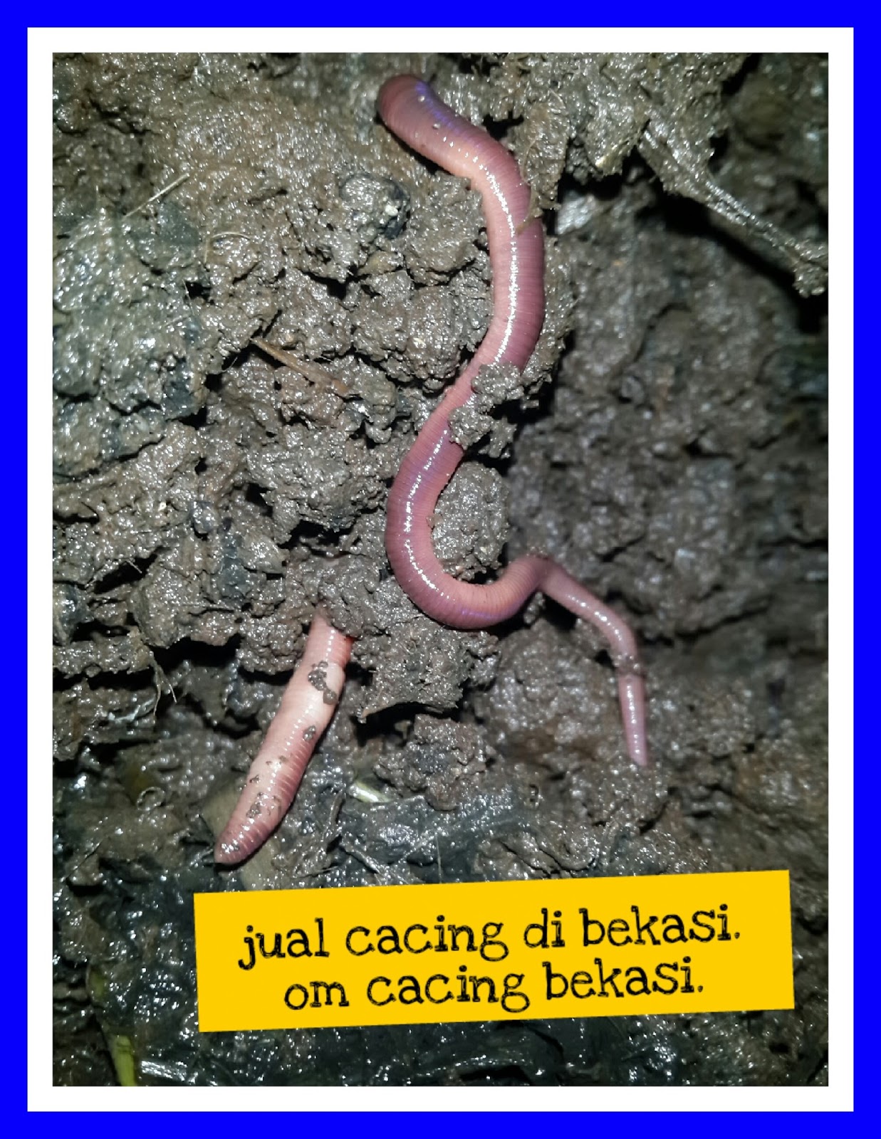 cacing tanah cacing merah cacing susu cacing kalung cacing tiger cacing ...
