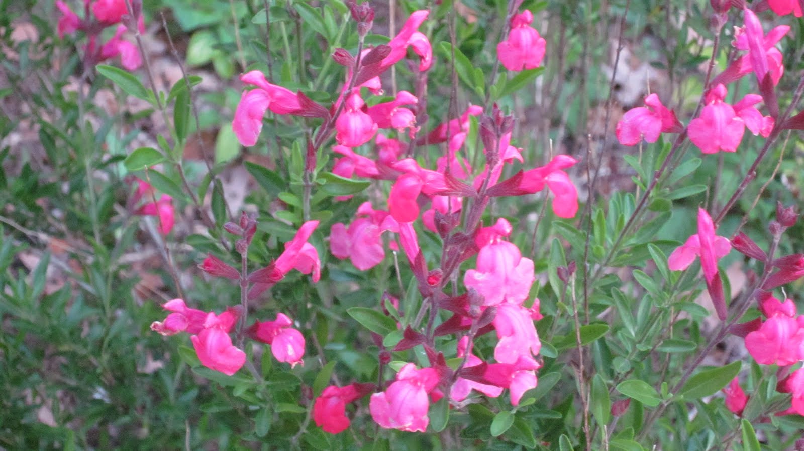 Lisa Bonassin's Garden: What's Blooming Now - Pink Autumn Sage 01/25/2012