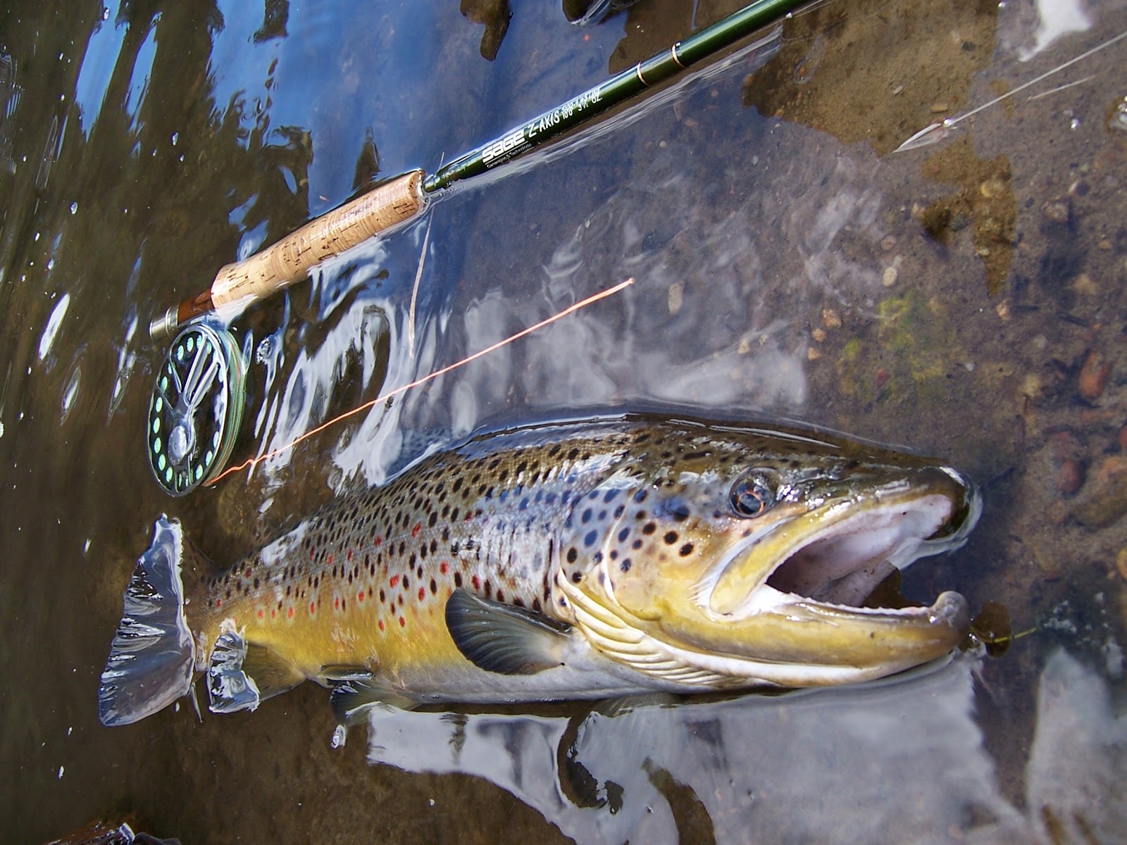 A perfect day to end the trout season. Une journée parfaite pour finir ...