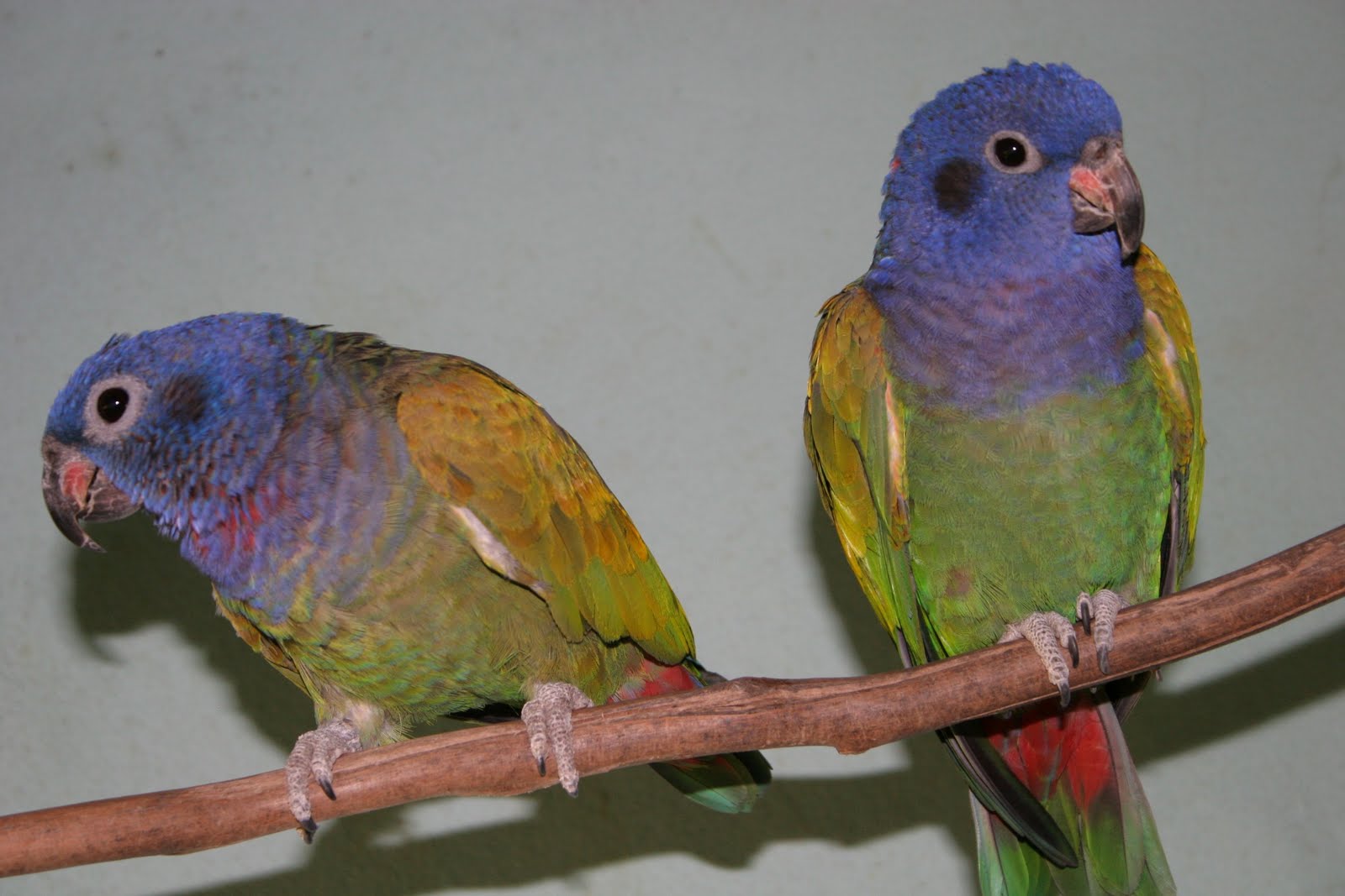 CRIADOURO MANDARIM: Maritaca-de-cabeça-azul (Pionus menstruus)