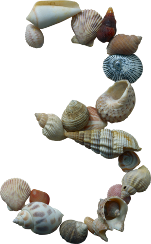 ForgetMeNot: Seashells Numbers