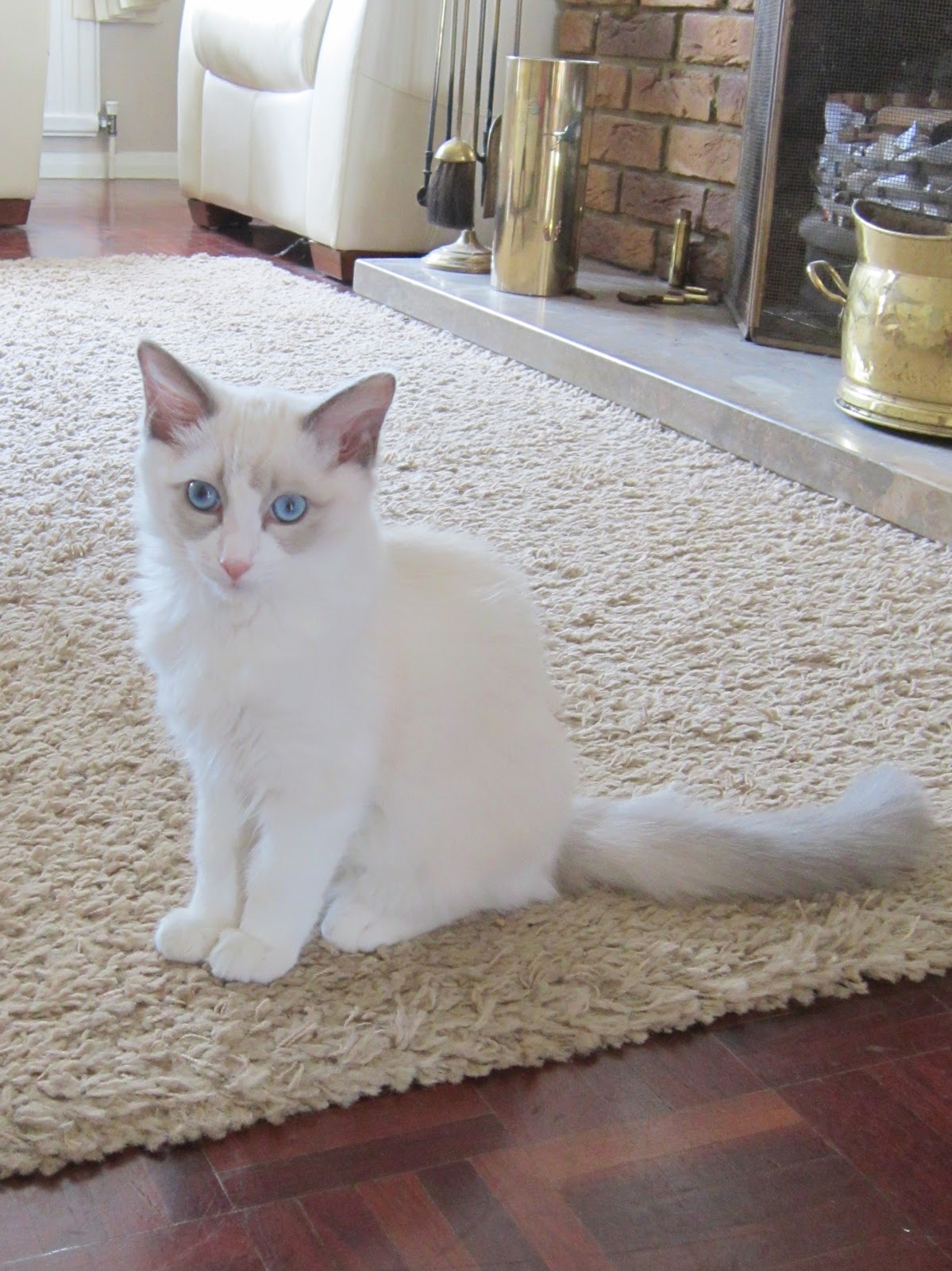 My Ragdoll Kitten, Merlin ♥ - Victoria's Vintage Blog | Milton Keynes ...
