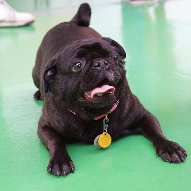 Bellatrix, I'm a Pug!: Predator Pug