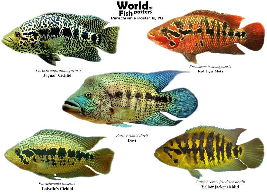 Betta Prints: World Of Fish Posters