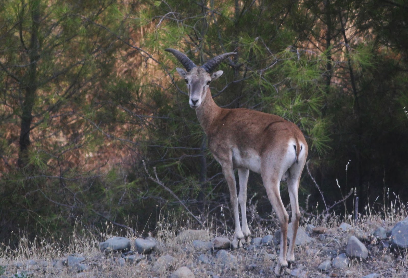 Mammals of Cyprus - Τα θηλαστικά της Κύπρου by George Konstantinou ...