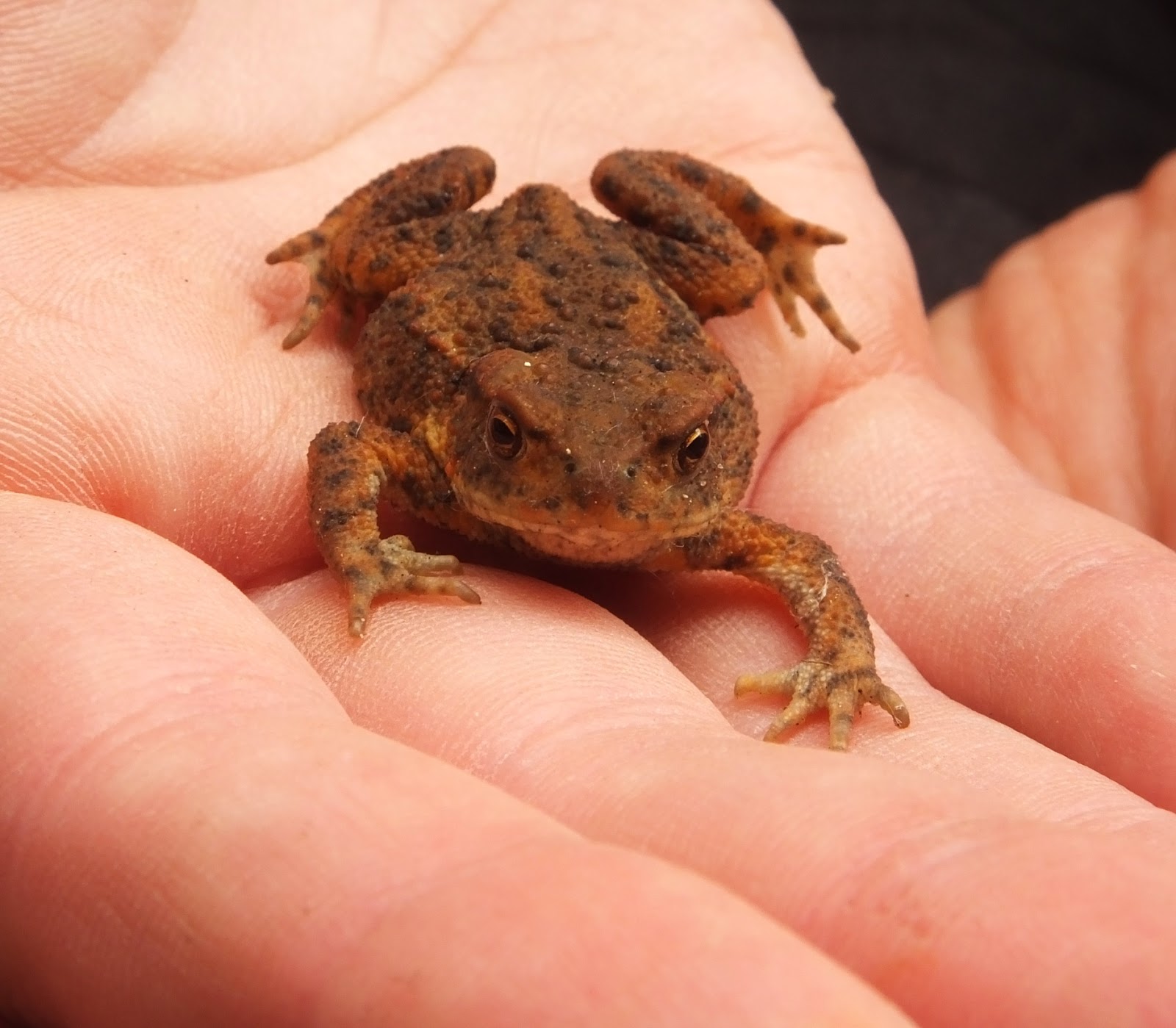 Lancashire and Lakeland Outback Adventure Wildlife Safaris: Addicted to ...