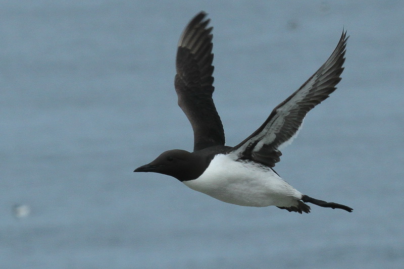 Tails of Birding: Razorbills & Murres - Getting Airborne