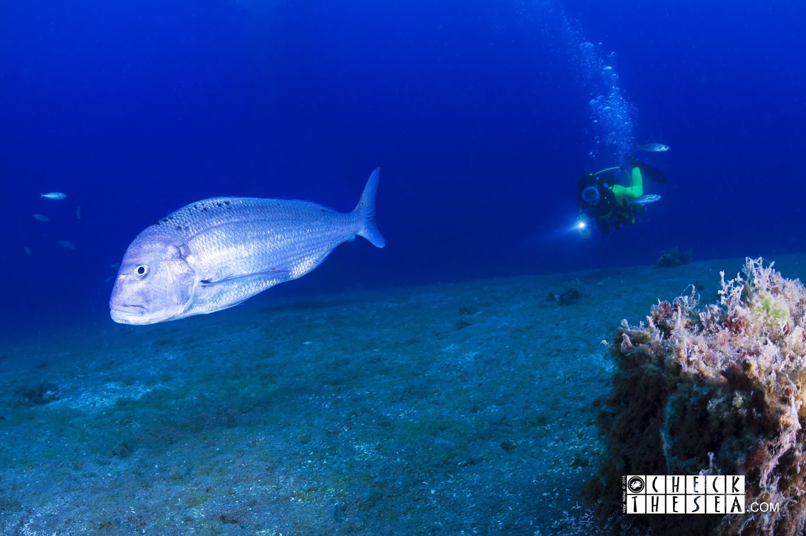 Check the Sea. Web de buceo y fotografía submarina de las Islas ...