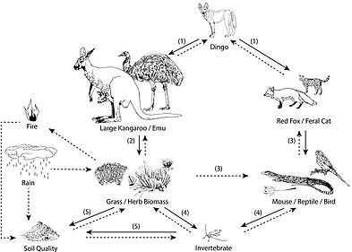 Dingo Lady: The Truth about Dingoes 9: Pack Structures