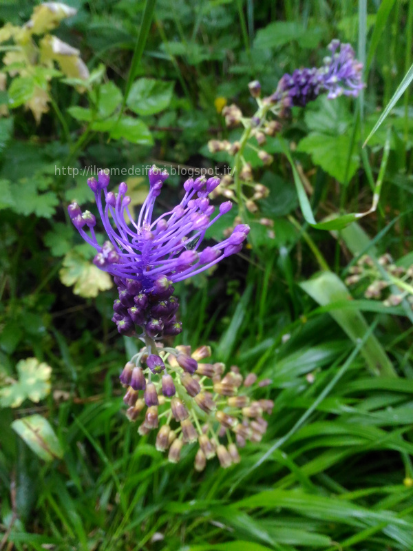 In nome dei fiori: Lampascione: "cipolla" selvatica