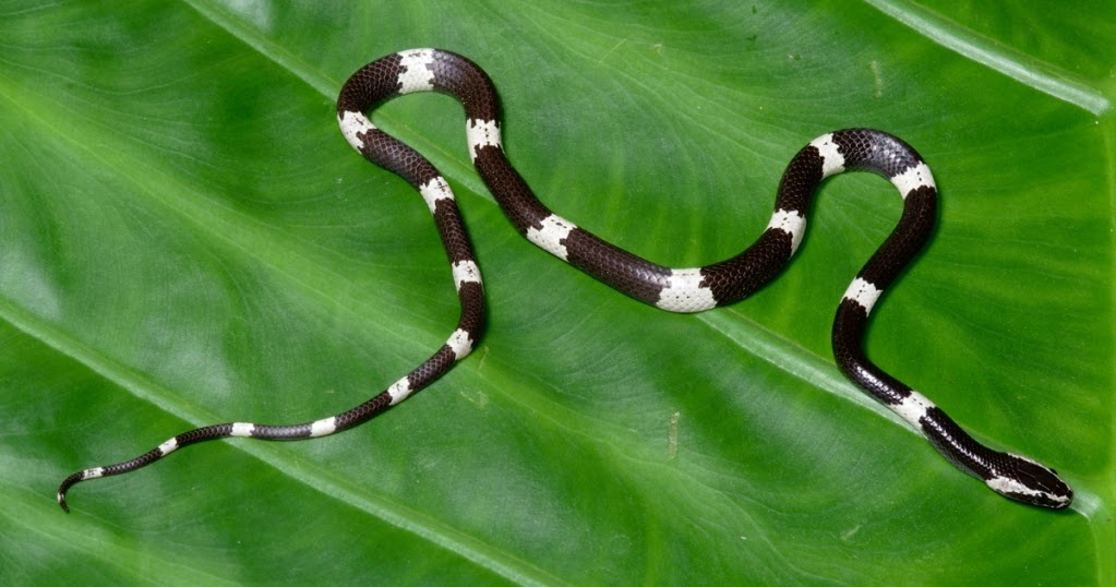 Ular Asli Indonesia: Lycodon effraenis