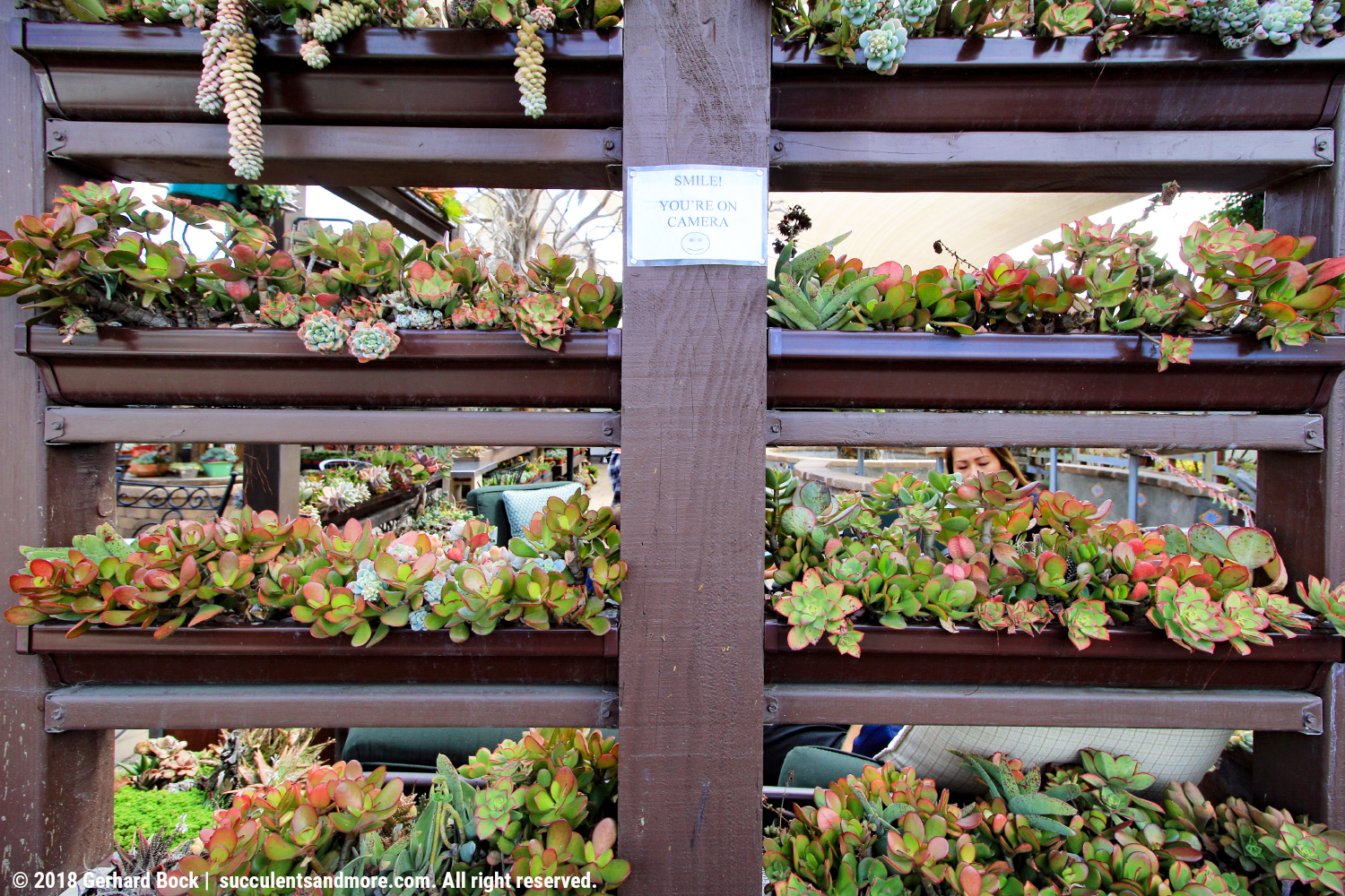 Sip and shop at the Succulent Café