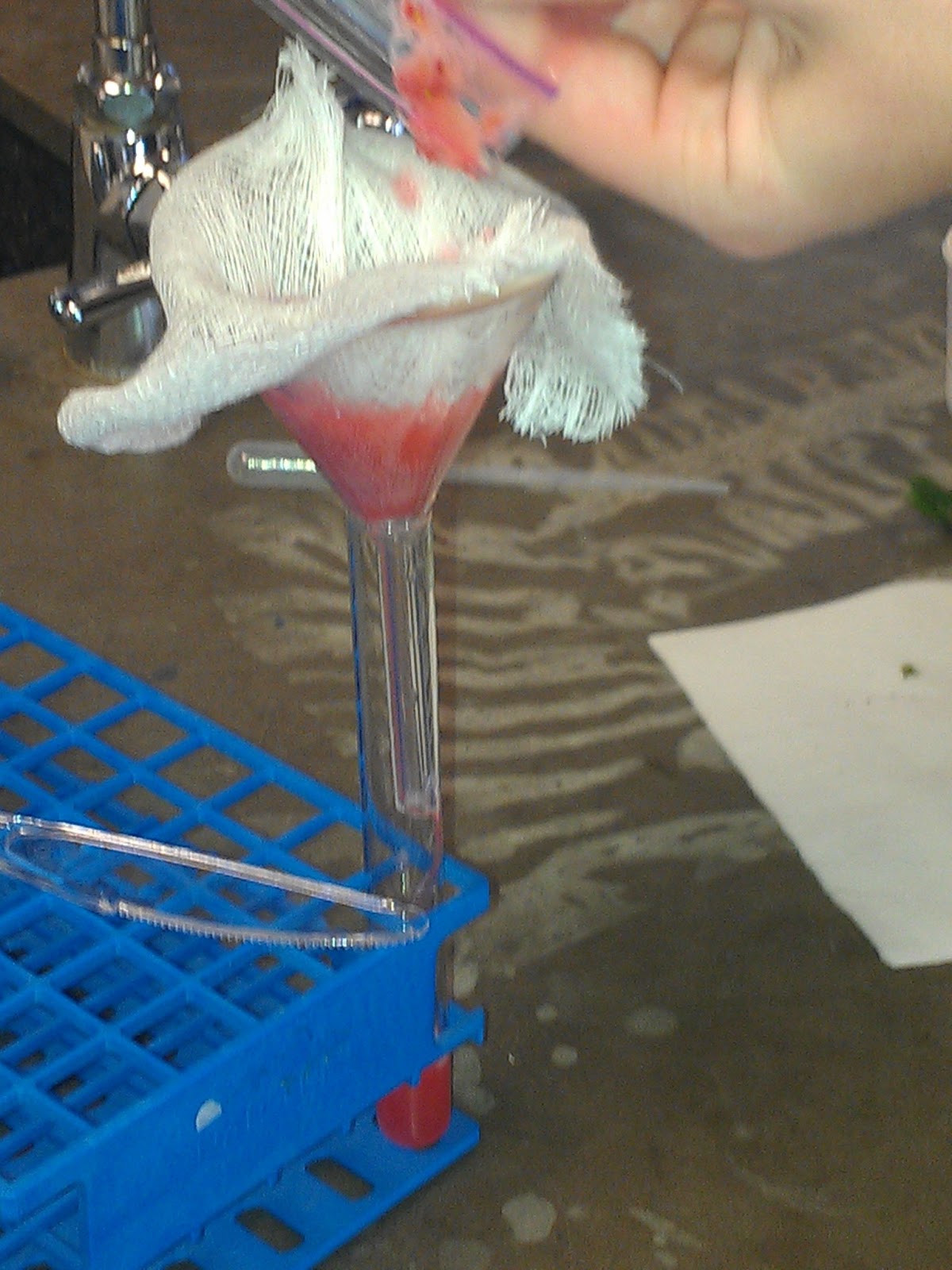 Bellarmine Biology Blog: Strawberry DNA Extraction Lab