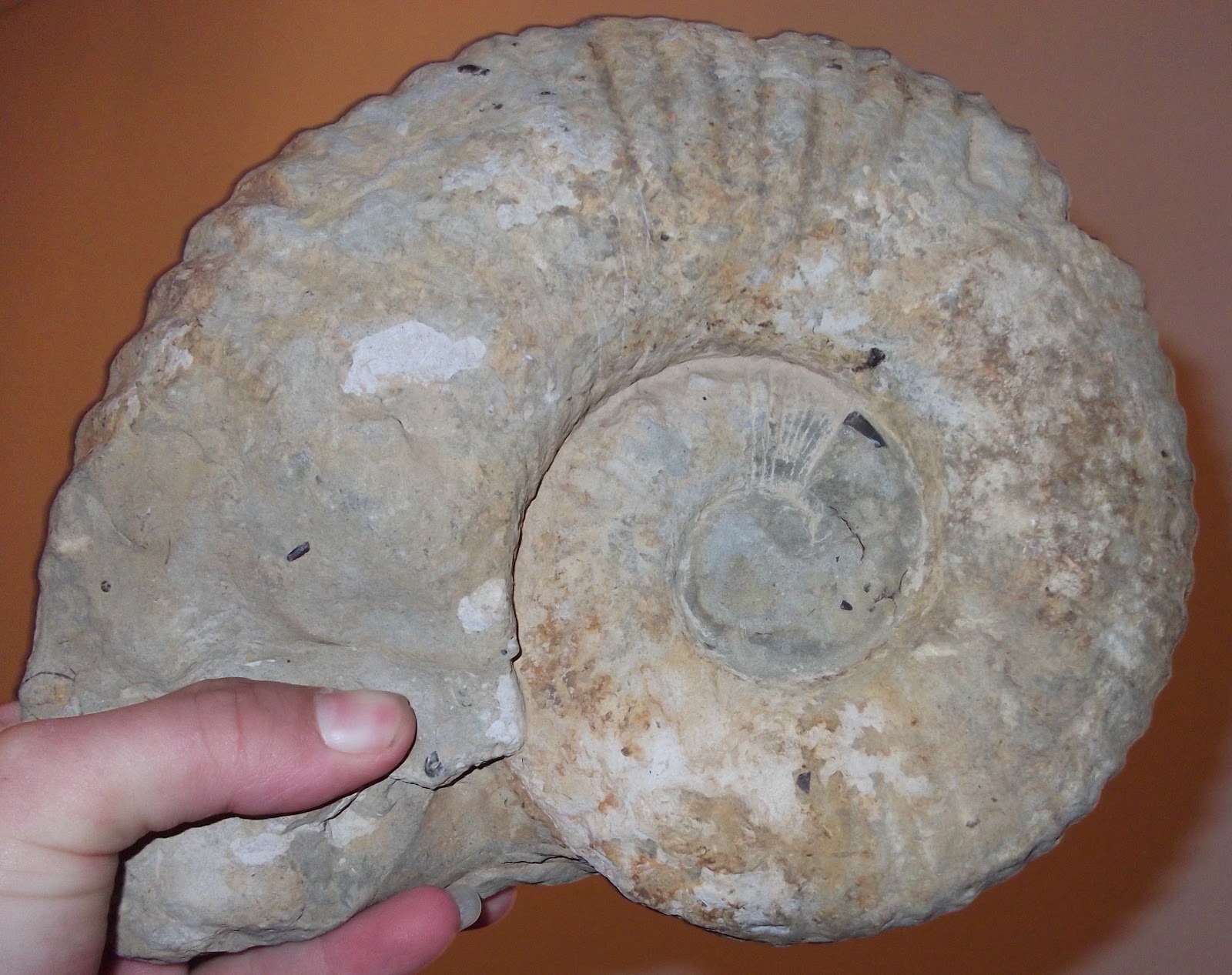 Amonites - Mineral Pedra