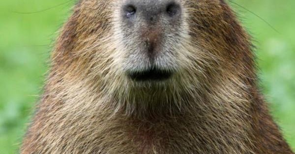 La carne de chigüiro no se puede comercializar” CORMACARENA