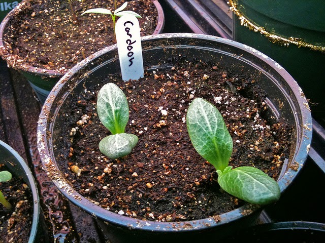 HOW TO GROW THE CARDOON FROM SEED |The Garden of Eaden