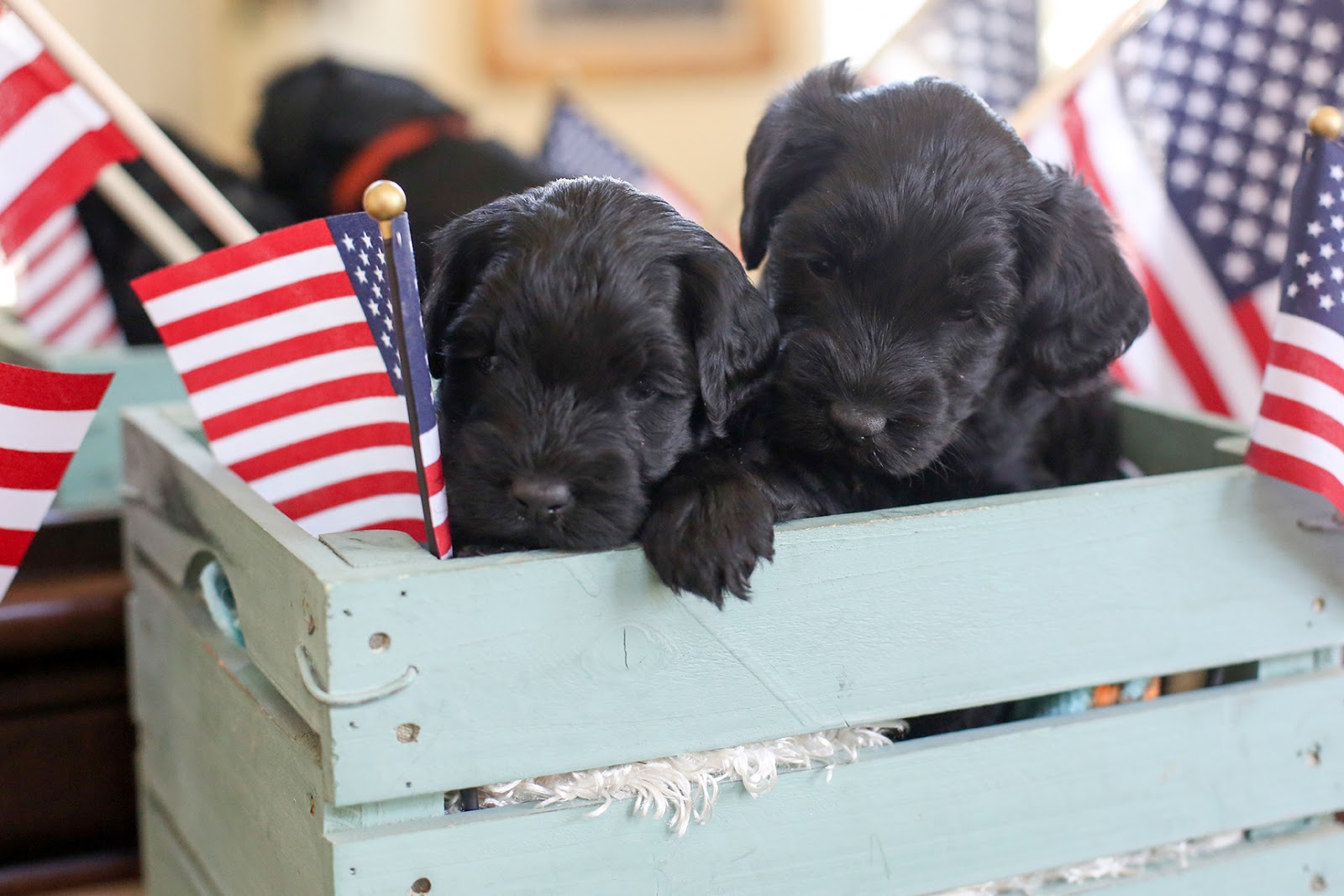 Faithful Doodles: Kiya & Maverick's 4 Week Old Australian Multi-Gen ...