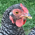 The Checkered Chicken
