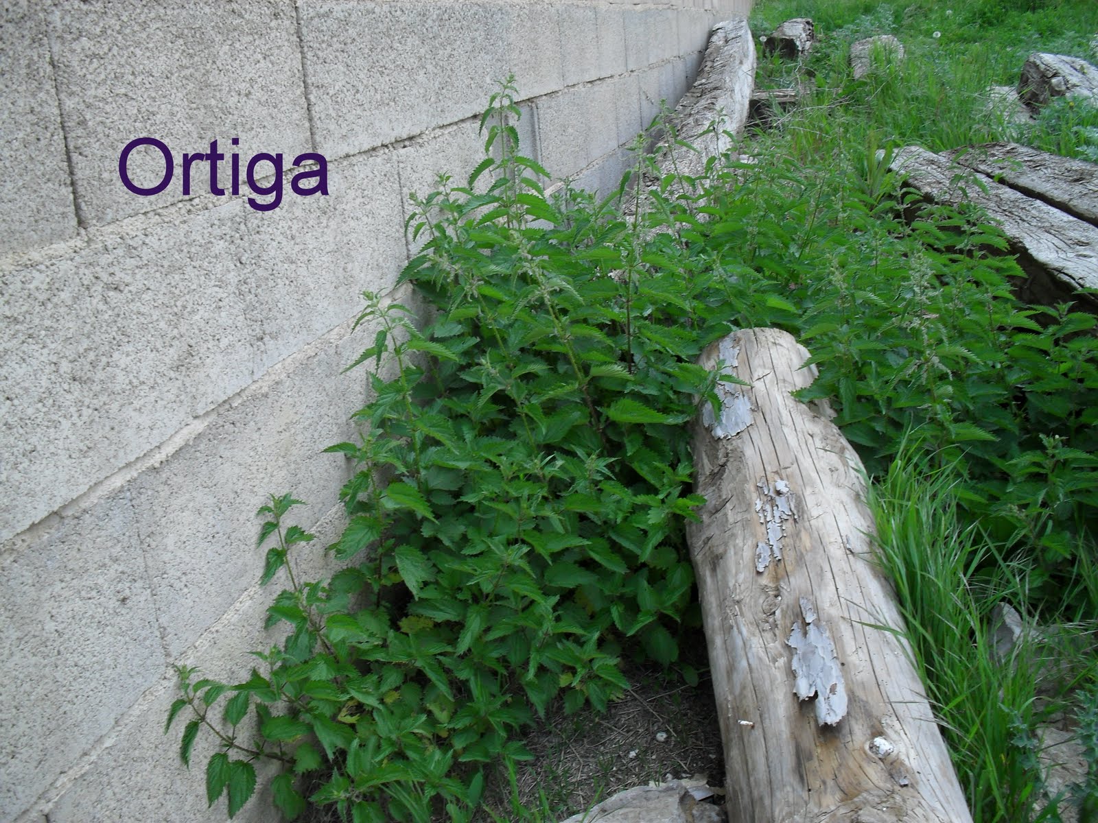 Plantas de Mosqueruela: Ortiga