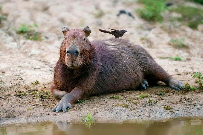 The Pantanal Safari: Capybara fun facts