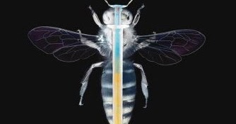 KISS THE BOOK: Stung by Bethany Wiggins - ESSENTIAL