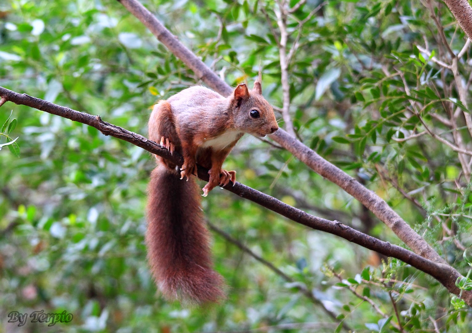 Viajes, Salidas, Naturaleza, (Fotografía).: Ardilla (Sciurus Vulgaris).