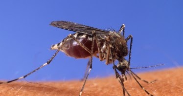 Prime Pest Solutions: Mosquitoes-"Little Flies"