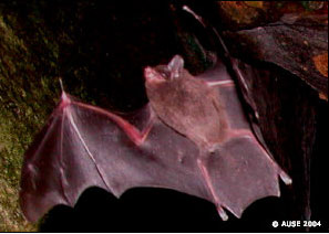 The endanger species