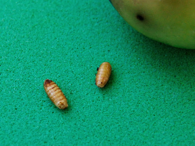 VILLENATURA: Bactrocera oleae