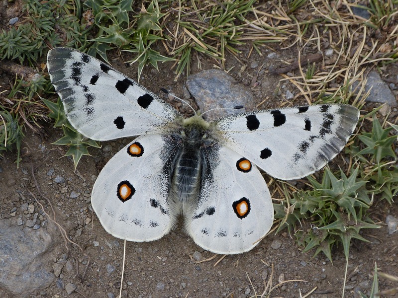 Butterfly Notes: Sierra Nevada Butterflies - July 2016 (3)