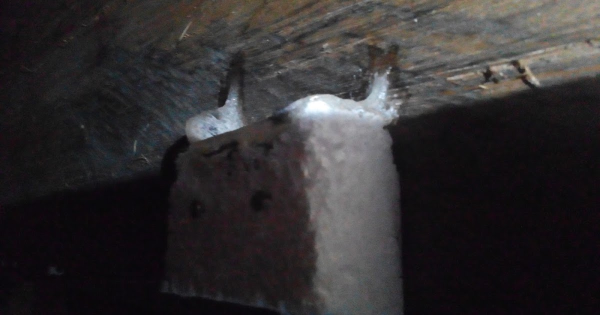 Kumpulan Foto Sarang Walet Diatas Busa / Gabus / Styrofoam - Burung ...