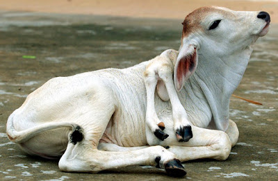 The Haunting of Pripyat: Chernobyl's Ghost Legacy