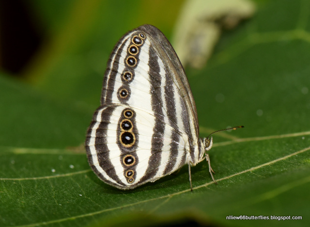 The Forested Path (and Beyond): BUTTERFLIES of RAUB: The Zebra Ringlet ...