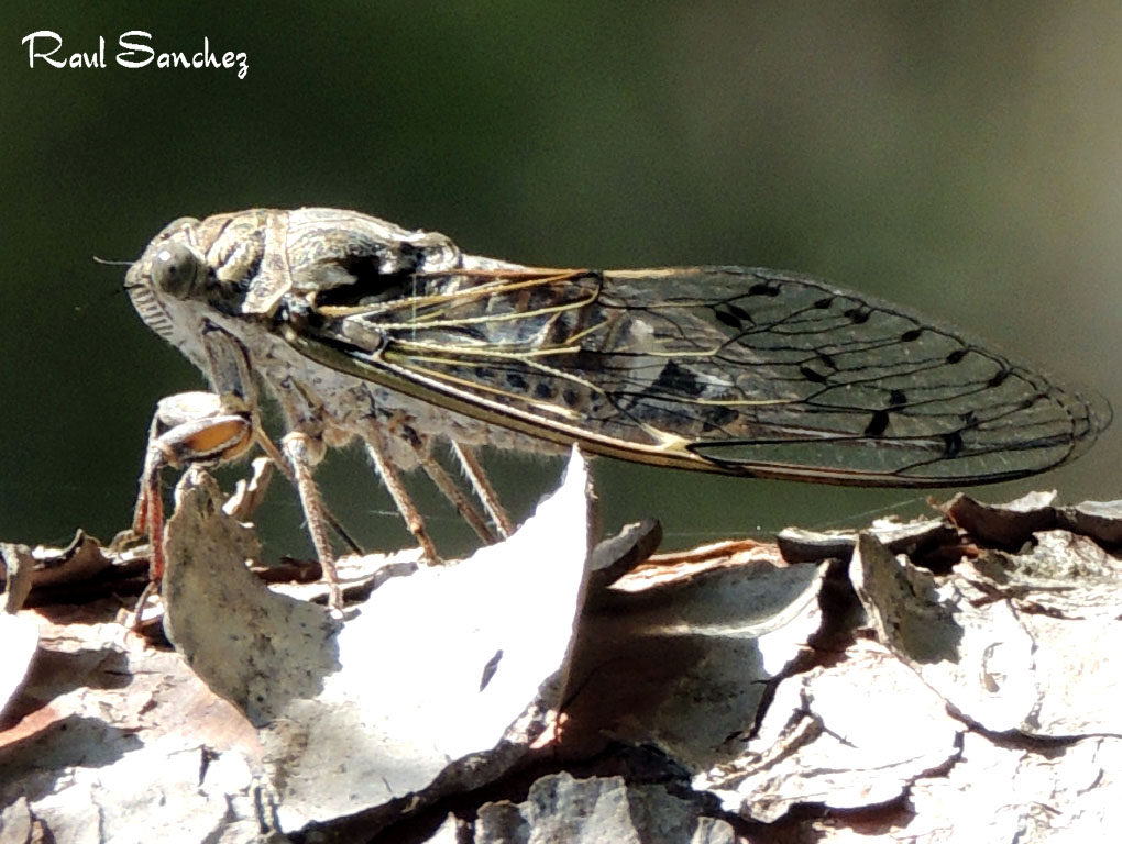Naturaleza Viva : Los cicádidos o Chicharras (Cicadidae),