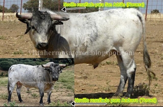 toros en andorra: ¿ Diferencias entre estos dos novillos?