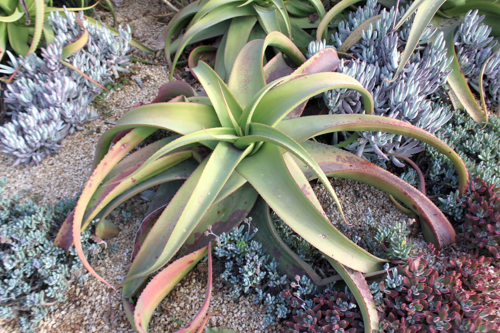 Succulent Extravaganza 2018 - 2019